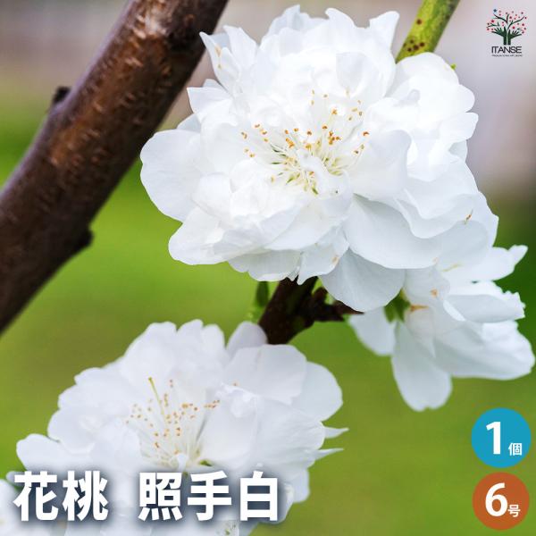 【品種特徴】照手白(てるてしろ)は、早咲きの白花品種で、3月下旬〜4月上旬頃に美しい白色の大輪八重咲きの花が咲くハナモモです。樹形は箒桃(ほうきもも)と呼ばれる特徴を持ち、横に広がらず直立して株立ち状に育ちます。横に広がることがないので、狭...