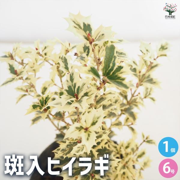 【品種特徴】ヒイラギは、邪気を払う魔除けとされており、そのため鬼門よけや、正月の飾りとして広く知られています。冬になると、キンモクセイに似た香りの、白い花を咲かせます。咲き方もキンモクセイと似ており、こぶりな花をたくさん咲かせてくれます。夏...