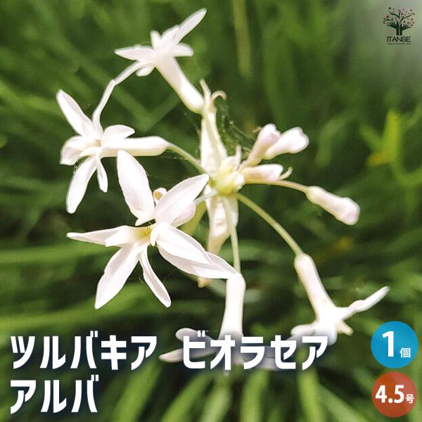 【品種特徴】ツルバキア ビオラセア アルバは、細い花茎の先に星型の白い花を多数咲かせる繊細な姿が特徴のユリ科の球根植物です。花は6弁で、副花冠も持ち、スイセンに似た形状をしています。開花期間が長く、美しい白色の花をまとまって咲かせます。星形...