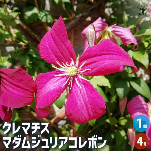 【品種特徴】マダムジュリアコレボンは、1899年にフランスのFrancisque Morel氏が作出した歴史あるビチセラ系のクレマチスです。Rubra Grandiflora(ルブラ グランディフローラ)と、Ville de Lyon(ビル...