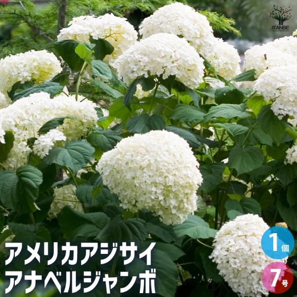 【PVP登録品種：Abetwo/海外への持出や営利目的の増殖は禁止されています】【品種特徴】アメリカアジサイ アナベルジャンボは、直径30cmもある花房が、たわわにつく品種で、見ごたえがあります。咲き始めは緑色で、やがて白色に変わり、バスケ...