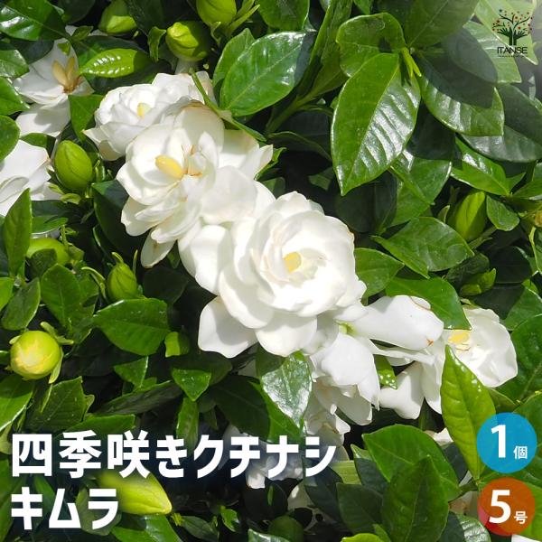 【品種特徴】クチナシは、三大香木の一つで、春の沈丁花(ジンチョウゲ)、夏の梔子(クチナシ)、秋の金木犀(キンモクセイ)と言われ、香りがとても良いのが特徴です。四季咲きクチナシは、春から秋にかけて断続的に花を咲かせるのが特徴で、木村クチナシと...