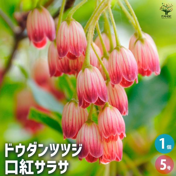 【品種特徴】ドウダンツツジ 口紅サラサは、春に咲くスズランのような白い釣鐘状のかわいらしい小花と、秋の紅葉がすばらしい落葉低木です。花冠は白色で、先端部分がまるでピンク色の口紅を塗ったように色づき、この特徴的な花色が「口紅サラサ」の名前の由...