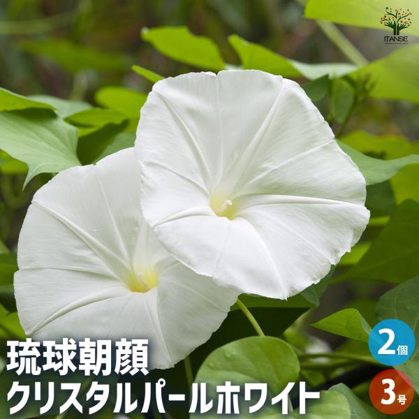 【品種特徴】 アサガオは一般的に一年草といい、その年に枯れてしまうのですが、琉球朝顔は宿根草で、冬越しさえできれば毎年花が鑑賞できます。 クリスタルパールホワイトは、琉球朝顔の園芸品種で、珍しい純白の美しい花が咲きます。 よく生育し、繁殖力...