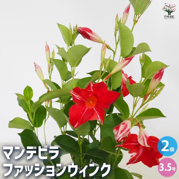 【PVP出願品種/海外への持出や営利目的の増殖は禁止されています】【品種特徴】ファッションウィンクは、鮮やかな赤い花弁に白いストライプが入る独特の花姿で、従来のマンデビラにはない個性的な美しさを持っています。この斬新な色彩が評価され、202...