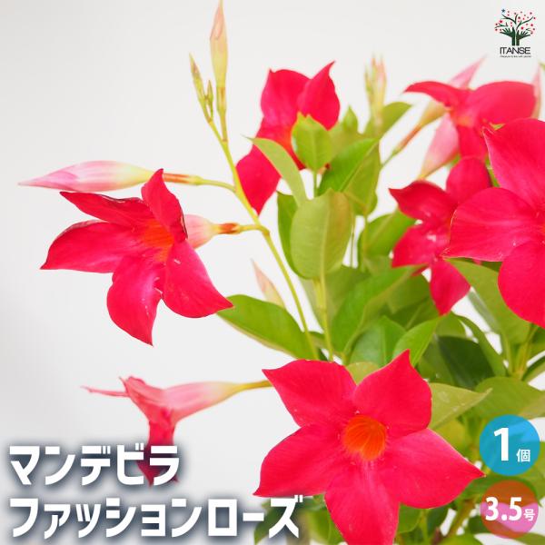 【PVP出願品種/海外への持出や営利目的の増殖は禁止されています】【品種特徴】ファッションローズは、華やかなピンク色のラッパ状の大輪花が特徴のマンデビラです。5枚の花びらが外側にくるんと反り返る独特のフォルムを持ち、花径は10cm前後と大き...