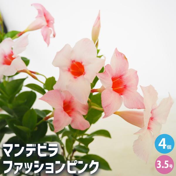 【PVP出願予定品種/海外への持出や営利目的の増殖は禁止されています】【品種特徴】ファッションピンクは、かわいいピンク色のお花が魅力のマンデビラです。お花の中央は濃いピンクから赤色をしており、トロピカルな雰囲気を演出します。【検索キーワード...