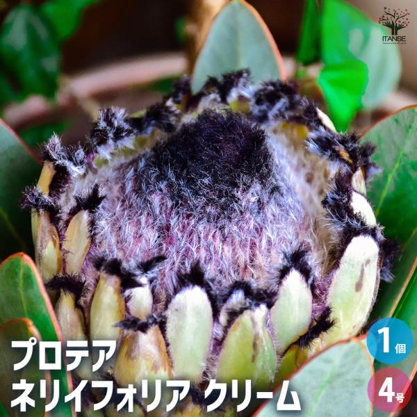 【品種特徴】ネリイフォリア クリームは、南アフリカ原産のプロテア属の中でも育てやすく人気のある品種です。花は淡いクリーム色の花弁に、黒褐色の繊毛が縁を飾る美しい外観で、エレガントかつ個性的な印象を与えます。筒状に開く花は長く観賞でき、切り花...