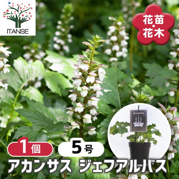 【品種特徴】ジェフアルバスは、白と淡いグリーンが美しい花穂を立ち上げる、洗練された雰囲気の大型宿根草です。艶のある大きな深緑の葉と、真っ直ぐ伸びる花茎が特徴で、ナチュラルガーデンやシェードガーデンのアクセントとして人気があります。花壇の背景...