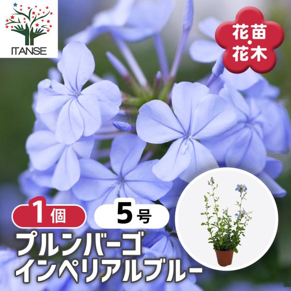 【品種特徴】インペリアルブルーは、南アフリカ出身の繊細な美しさを備えた花木です。通常のプルンバーゴより少し濃い色の花が咲きます。日本と気候が異なるのですが、それでもしっかりと生長するほど丈夫で、冬になって地上部が枯れても、また春には根から芽...