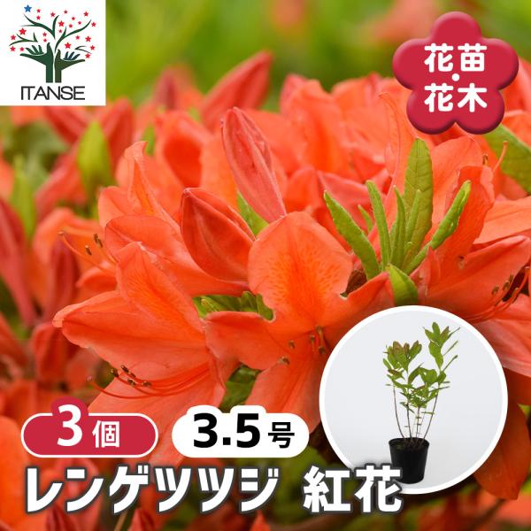 【品種特徴】レンゲツツジ(蓮華躑躅)は、日本を代表するツツジの一種で、主に高原や山地に自生する落葉低木です。樹高は1?2mほどで、初夏には庭や自然風の植栽に映えます。群植すると一面を鮮やかに染め上げる美しさがあり、庭園や公園の彩りとしても人...