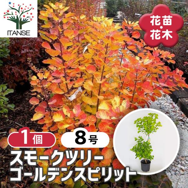 【PVP登録品種：第12261号/海外への持出や営利目的の増殖は禁止されています】【品種特徴】ゴールデンスピリットとは、珍しい葉色が特徴の品種です。春はライムグリーン色、夏にかけてライムゴールド色に変わり、秋には紅葉と、どの季節でも楽しめま...
