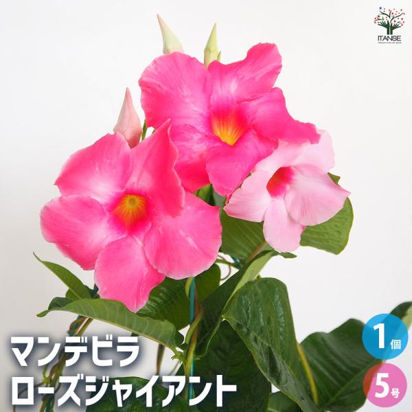 【品種特徴】 ローズジャイアントは、マンデビラの中でも大輪品種で、大きなラッパ状のお花を咲かせる品種です。花色は鮮やかなピンク色〜薄ピンク色で、中央部分の黄色とのコントラストがとても可愛らしい印象を与えてくれます。 咲き始めは薄ピンク色で、...
