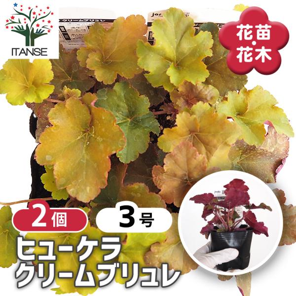 【品種特徴】クリームブリュレは、クリーミーな黄緑色をベースに、柔らかいクリーム色の覆輪が入る品種です。葉は厚みがあり丸みを帯びたフォルムで、コンパクトにまとまるドーム状の草姿を形成します。明るい色味が寄せ植えや庭のアクセントとして映え、初心...