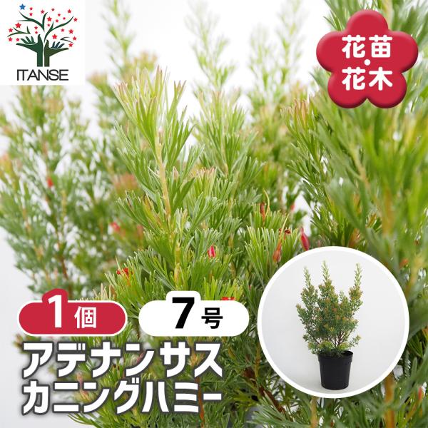 【品種特徴】アデナンサス カニングハミーは、半匍匐(ほふく)性のシルバー色をした葉と、紅葉した葉先のグラデーションになっているのが特徴の品種です。シルバーグリーンの葉は、ふわふわしていて柔らかく、秋になると、葉先が紅葉して、美しいグラデーシ...