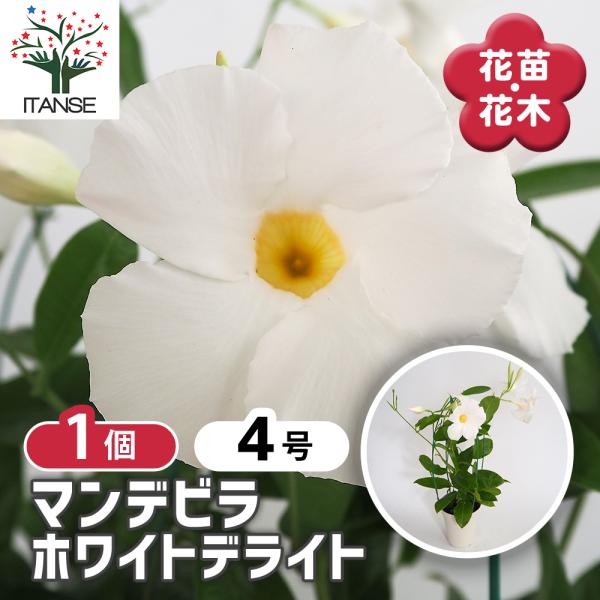 【品種特徴】ホワイトデライトは、薄いピンクから徐々に白色の花になるのが特徴。純白に変わっていく大輪の花はとても美しく魅力的。清楚で爽やかな印象のあるマンデビラ品種です。つるは旺盛に伸び、暑さに強いです。【検索キーワード】マンデビラ ホワイト...
