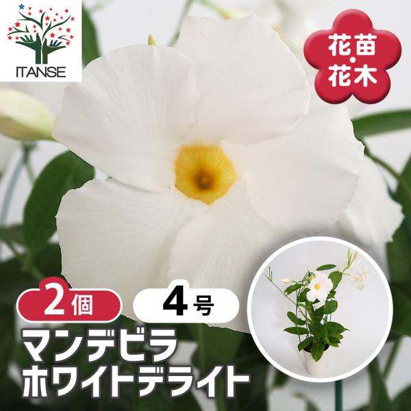 【品種特徴】 ホワイトデライトは、薄いピンクから徐々に白色の花になるのが特徴。 純白に変わっていく大輪の花はとても美しく魅力的。 清楚で爽やかな印象のあるマンデビラ品種です。 つるは旺盛に伸び、暑さに強いです。 【検索キーワード】マンデビラ...