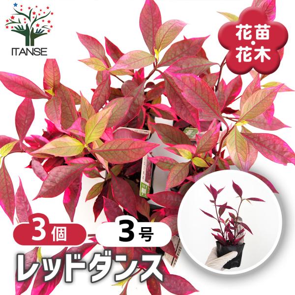 【品種特徴】 レッドダンスは、斑入りの鮮やかな赤い葉色が特徴のカラーリーフです。 高温期や多肥の場合は、新芽がグレイグリーンのような色合いですが、徐々に赤く変化していき、秋には真っ赤に紅葉します。【検索キーワード】レッドダンス ヒユ科 アル...