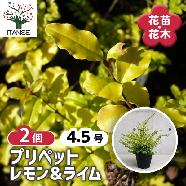 プリペット・レモン&amp;ライムは斑入りの葉が美しい、モクセイ科の常緑から半落葉低木です。細かい葉に淡黄色の覆輪が入るプリペットの品種。大変美しい低木です。細い枝がたくさん出てブッシュ状になる矮性タイプです。萌芽力があり刈り込みにも耐える...