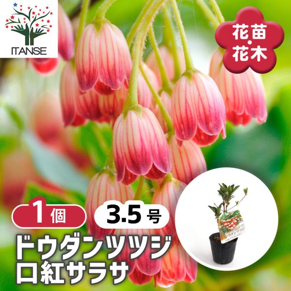 【品種特徴】ドウダンツツジ 口紅サラサは、春に咲くスズランのような白い釣鐘状のかわいらしい小花と、秋の紅葉がすばらしい落葉低木です。花冠は白色で、先端部分がまるでピンク色の口紅を塗ったように色づき、この特徴的な花色が「口紅サラサ」の名前の由...