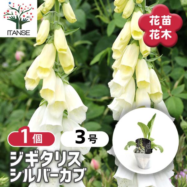 【品種特徴】 シルバーカブは、シルバーグレーがかった葉色とクリーミーな花色が調和する上品な品種です。 葉には細かい毛があり、銀灰色に見える半常緑の葉が株全体にわたって覆い、草姿に柔らかな雰囲気を与えます。 花茎は夏の間に伸び、淡いクリーム色...