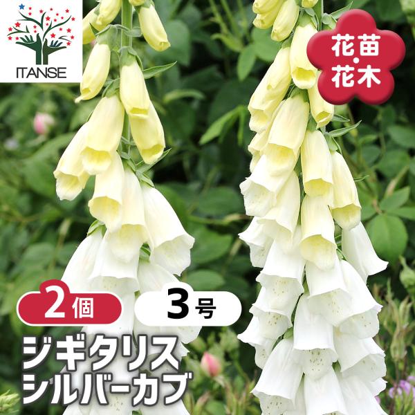 【品種特徴】 シルバーカブは、シルバーグレーがかった葉色とクリーミーな花色が調和する上品な品種です。 葉には細かい毛があり、銀灰色に見える半常緑の葉が株全体にわたって覆い、草姿に柔らかな雰囲気を与えます。 花茎は夏の間に伸び、淡いクリーム色...