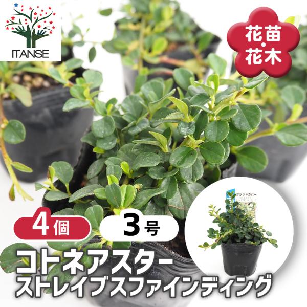 【品種特徴】 コトネアスター ストレイブスファインディングは、草丈が20〜30cmで、地面を這うように広がる常緑性低木です。 寒さや乾燥に強く、果実や紅葉が美しいためグランドカバーや、庭園樹として人気です。 葉は厚い皮質の丸い小葉で、密に展...