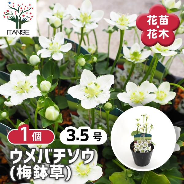 【品種特徴】 ウメバチソウ(梅鉢草)は、日本の湿地や山地に自生する落葉性多年草で、草丈は10〜40cmほどにまとまり、根元のハート形の葉と整った茎葉が美しいのが特徴です。 梅のような小柄な白い花は、花弁中央に黄色の腺体をもつ仮雄しべがありま...