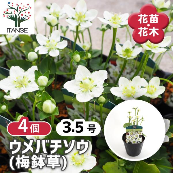 【品種特徴】 ウメバチソウ(梅鉢草)は、日本の湿地や山地に自生する落葉性多年草で、草丈は10〜40cmほどにまとまり、根元のハート形の葉と整った茎葉が美しいのが特徴です。 梅のような小柄な白い花は、花弁中央に黄色の腺体をもつ仮雄しべがありま...