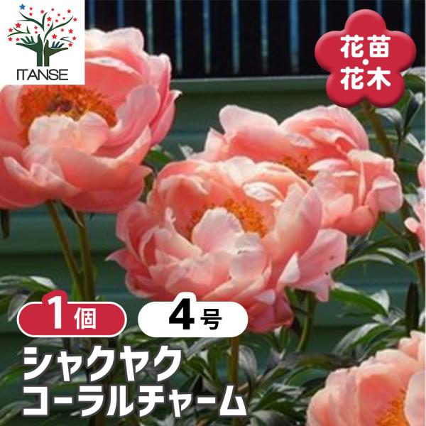 【品種特徴】 コーラルチャームは、アメリカ育成の洋種シャクヤクで、淡いサーモンピンクからコーラルピンクのグラデーションが美しい品種です。 八重咲きの大輪花で、花茎がしっかりしているため庭植えでも倒れにくく、切り花としても優秀です。 開花に伴...