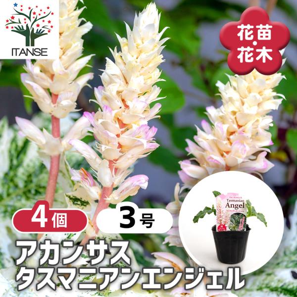 【品種特徴】 タスマニアンエンジェルは、葉にクリーム色の斑が入った品種で、ひときわ目立つ株姿が鑑賞できます。 花も特徴的で、クリーム色とピンク色の2色が同時に楽しめます。 花も葉も美しい、お庭に理想的な植物です。 ※宿根草のため、冬は地上部...