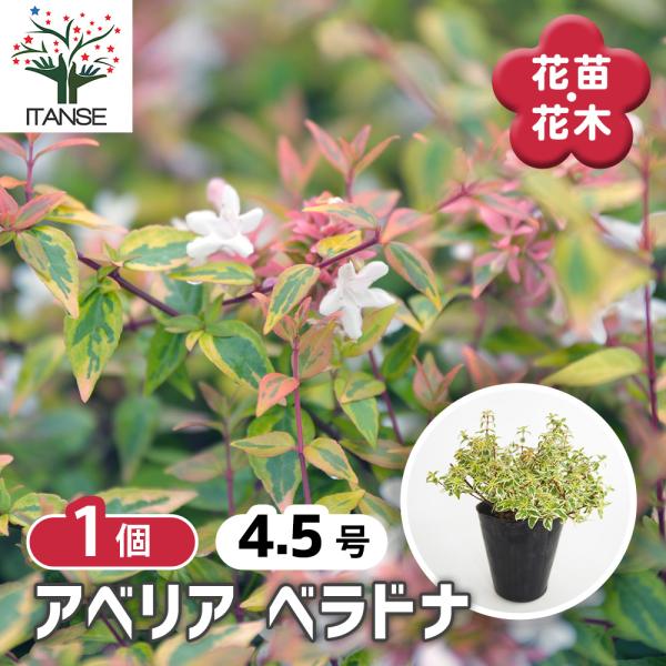 【品種特徴】ベラドナは、クリーム色の斑が入る美しいカラーリーフが一年を通して楽しめる品種。新芽や茎に赤みを帯び、葉色とのコントラストも美しいです。初夏から秋にかけて白色から淡いピンク色の花を次々と咲かせ、開花期間が非常に長いのも魅力です。環...