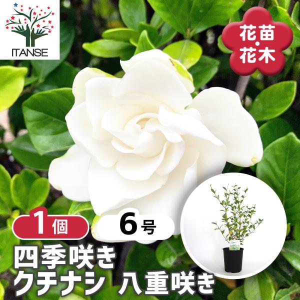 【品種特徴】三大香木の一つで、春の沈丁花(ジンチョウゲ)、夏の梔子(クチナシ)、秋の金木犀(キンモクセイ)と言われ、香りがとても良いのが特徴です。本種は、八重のクチナシで、純白の花からとてもよい香りがします。実はつきませんが、花びらが多いの...