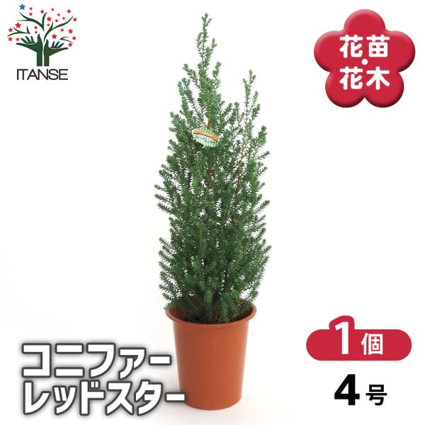 【品種特徴】パープルフェザー(レッドスター)は、夏は爽やかな青緑色、冬になると美しい紫色に紅葉するのが最大の特徴のコニファーです。季節による劇的な色の変化は、冬の寂しくなりがちなお庭の素晴らしいアクセントになります。樹形は上に伸びる直立性で...