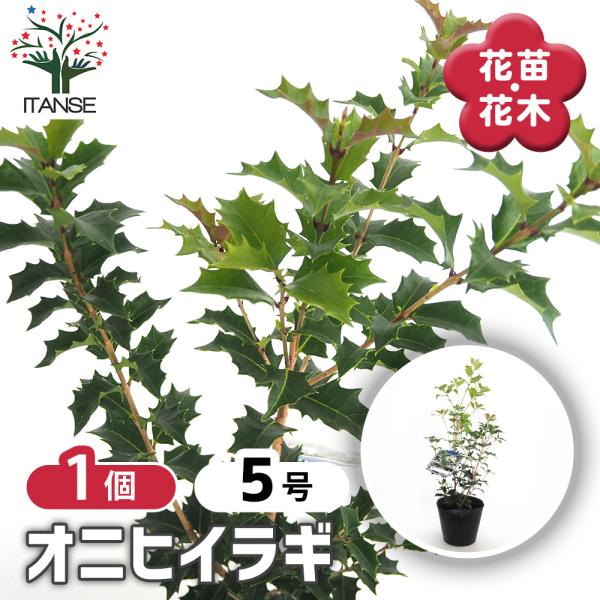 【品種特徴】 オニヒイラギ(鬼柊)は、鋭くとがった厚い葉が特徴的な常緑低木です。 葉の縁には大きなトゲがあり、冬には鮮やかな赤い実をつけ、庭木や生け垣に人気です。 日本では古くから魔除けの木としても知られており、節分の飾りや厄除けの目的で使...