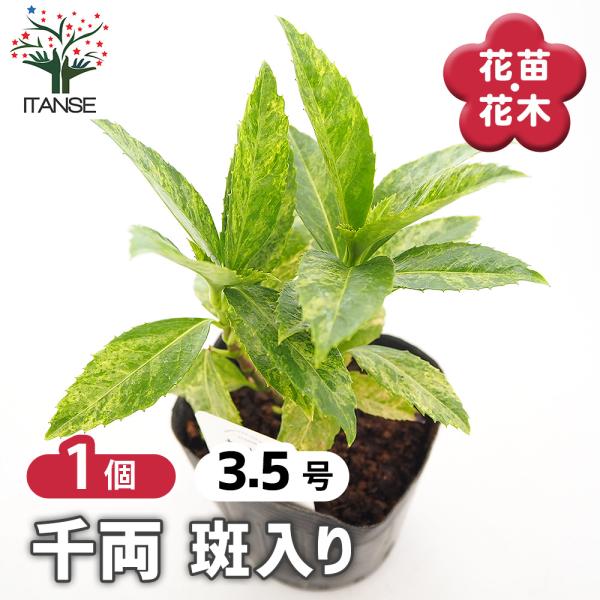 【品種特徴】 花の少ない冬に美しい果実をつけ、正月の縁起物として人気の高い植物、センリョウの斑入り品種です。 葉にクリーム色や白色の斑が入るため、実がない時期でもカラーリーフとして一年中お庭を明るく彩ります。 日陰でもよく育つ常緑性で、初心...