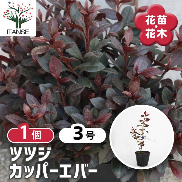 【品種特徴】 赤葉ツツジ カッパーエバーは、年間を通して美しい葉色が楽しめるつつじです。 新芽は赤色で、初夏〜秋は、銅葉になり、冬になると黒葉になります。 その葉色の珍しさから、カラーリーフとしても人気で、洋風・和風問わずに良く合います。 ...