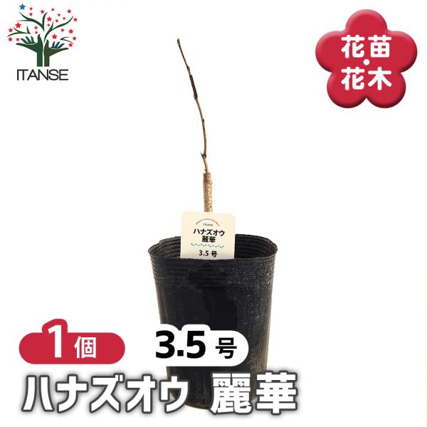 【品種特徴】 麗華(れいか)は、1本の木から白花とピンク(赤紫)色の花が咲き分ける、大変珍しく美しいハナズオウです。 源平咲きとも呼ばれ、紅白の花が入り混じって咲く姿は非常に華やかで目を引きます。 春、葉が展開する前に、枝や幹から直接花が密...