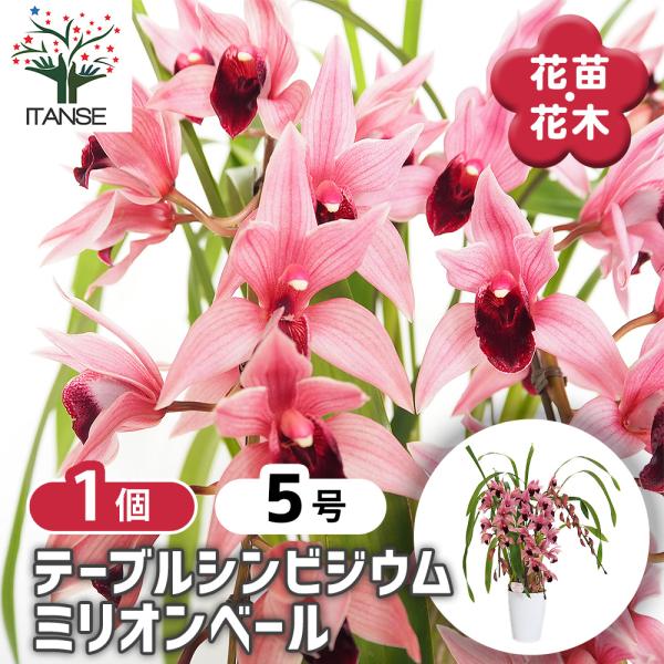 【品種特徴】日本有数の蘭生産者「向山蘭園」さんが育種した、コンパクトで飾りやすいテーブルシンビジウムです。「デボンワイン」の名が示す通り、深みのあるシックなワインレッドの花色が特徴です。花茎は下垂し、流れるように咲く姿は非常にエレガントで、...