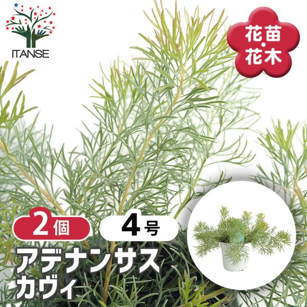 【品種特徴】 オーストラリア原産のネイティブプランツで、シルバーがかったグリーンの細い葉が密生する美しい常緑低木です。 葉は針のように見えますが、触ると驚くほどふわふわと柔らかい質感が特徴で、思わず撫でてしまいたくなるような魅力があります。...