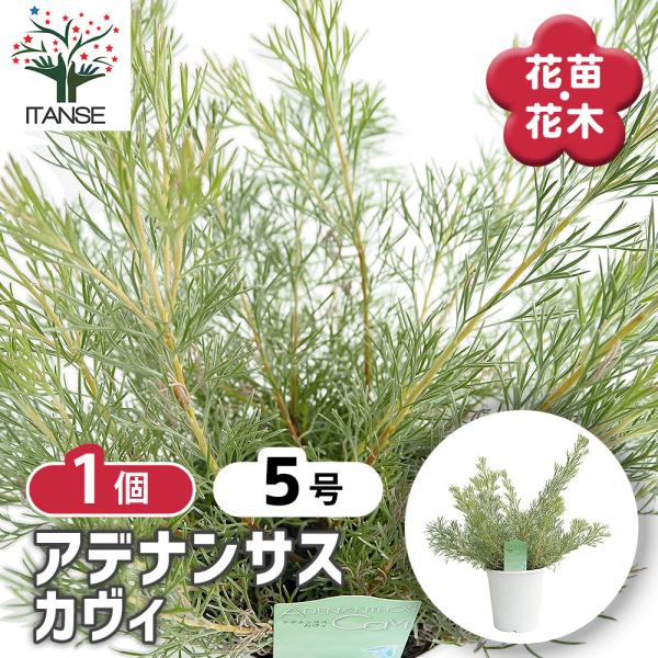 【品種特徴】 オーストラリア原産のネイティブプランツで、シルバーがかったグリーンの細い葉が密生する美しい常緑低木です。 葉は針のように見えますが、触ると驚くほどふわふわと柔らかい質感が特徴で、思わず撫でてしまいたくなるような魅力があります。...