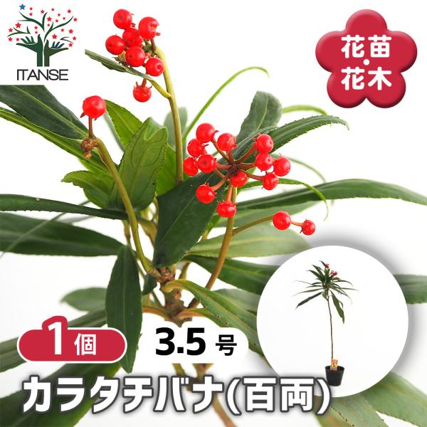 【品種特徴】 マンリョウ(万両)、センリョウ(千両)と並び、お正月の縁起物として知られるカラタチバナ(百両)です。 葉の下に垂れ下がるように赤い実をつけ、その奥ゆかしい姿が魅力です。 マンリョウよりも樹高が低くコンパクトにまとまり、波打つよ...