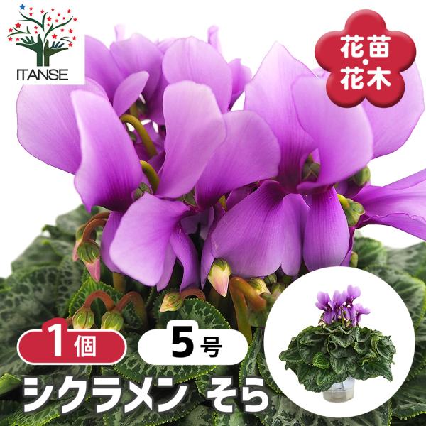 【品種特徴】 「そら」は、その名の通り澄みきった空を思わせるような、美しい藤色の花が魅力のシクラメンです。 シルバーの網目模様が入った葉とのコントラストが花色を一層引き立てます。 株姿もコンパクトにまとまり、花つきも良いので、次々と花を咲か...