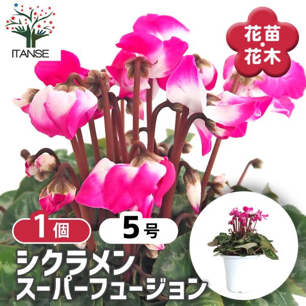 ※色合いにはばらつきがあり、2色にはっきりと咲き分けとならない場合もございます。指定はできませんので予めご了承ください。 【品種特徴】 「スーパーフュージョン」は、F1品種のユニークなシクラメンです。 1つの株から鮮やかなピンクの単色花と、...
