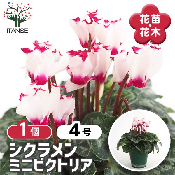 【品種特徴】 人気のシクラメン「ビクトリア」の可愛らしいミニタイプです。 白い花弁の基部(目)と花弁の縁が、鮮やかなローズピンクに染まるコントラストが非常に美しい品種です。 花弁の先端はフリル状になり、反り返って咲く姿はドレスのようです。 ...