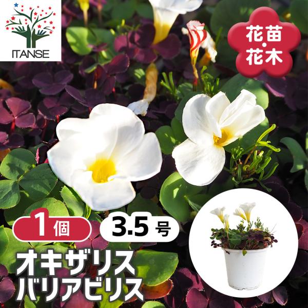 【品種特徴】 秋から春にかけての長い間、次々と花を咲かせてくれる冬咲きオキザリスです。 お届けする商品は、中心の黄色がアクセントになった清楚な白花の「バリアビリス」と、人気のシックな銅葉品種を寄せ植えにしています。 白と紫の美しいコントラス...