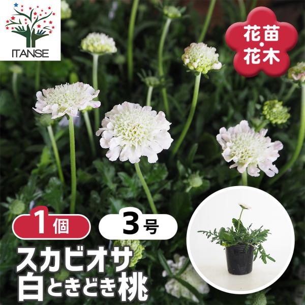 ※発色には個体差があります。 【品種特徴】 ふんわりとした優しい花姿が魅力の、中川園芸オリジナル育種品種です。 基本的には清楚な白色の花ですが、名前の通り、時にほんのりと桃色 (ピンク) がかることがあります。その繊細な色合いの変化が楽しめ...