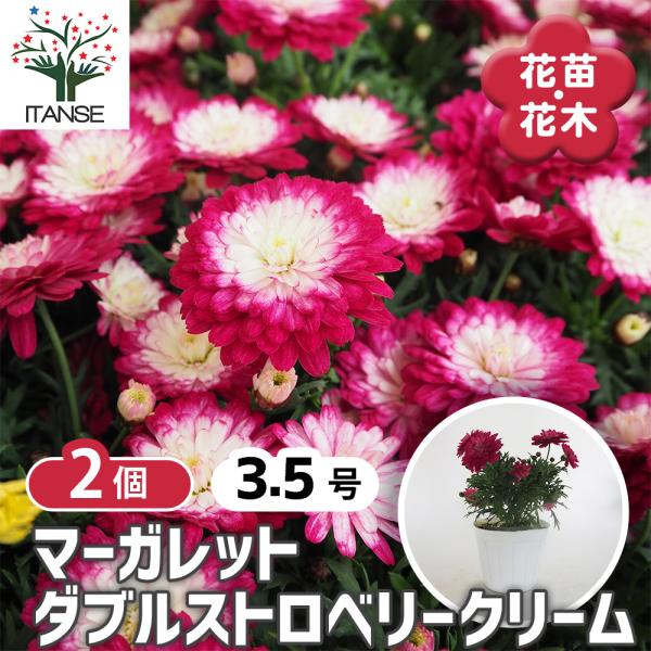 【海外への持出や営利目的の増殖は禁止されています】 【品種特徴】 「スマッシュ」は、まるでスイーツのような可愛らしい花色が魅力のマーガレットシリーズです。 中でも「ダブルストロベリークリーム」は、その名の通り、鮮やかなストロベリーピンクの花...