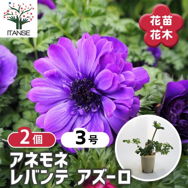 【品種特徴】 「アネモネ レバンテ」シリーズは、八重咲きの大輪品種で、従来の八重咲き品種に比べて軸が太くなっています。 そのため、草丈が40cm程にまで生長して、ボリュームのある切り花を採花できることが特徴のアネモネです。 従来の八重品種よ...