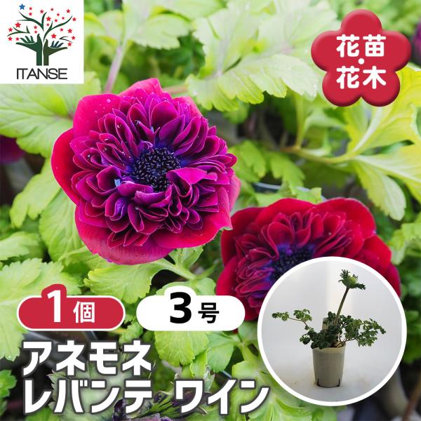 【品種特徴】 「アネモネ レバンテ」シリーズは、八重咲きの大輪品種で、従来の八重咲き品種に比べて軸が太くなっています。 そのため、草丈が40cm程にまで生長して、ボリュームのある切り花を採花できることが特徴のアネモネです。 従来の八重品種よ...